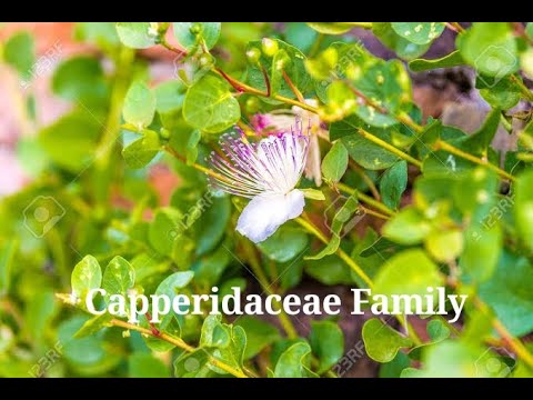 Family Capparidaceae (Caper family) its and its economic importance ...