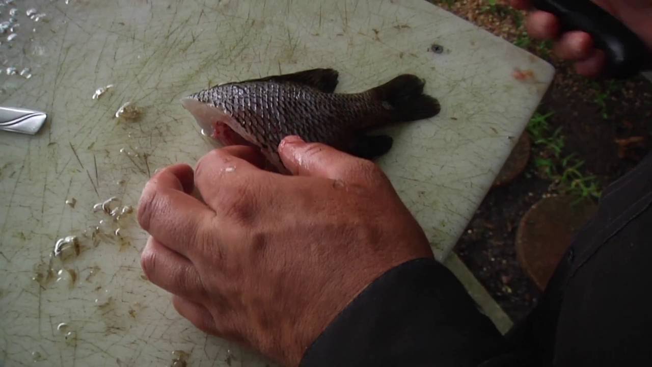 Preparing Panfish for Dinner - YouTube