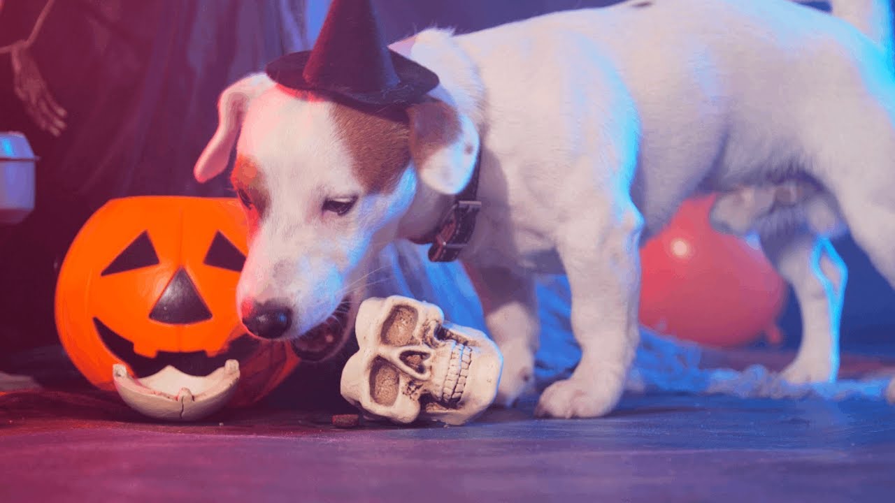 Funny Dog Eating From Halloween Pumpkin - YouTube