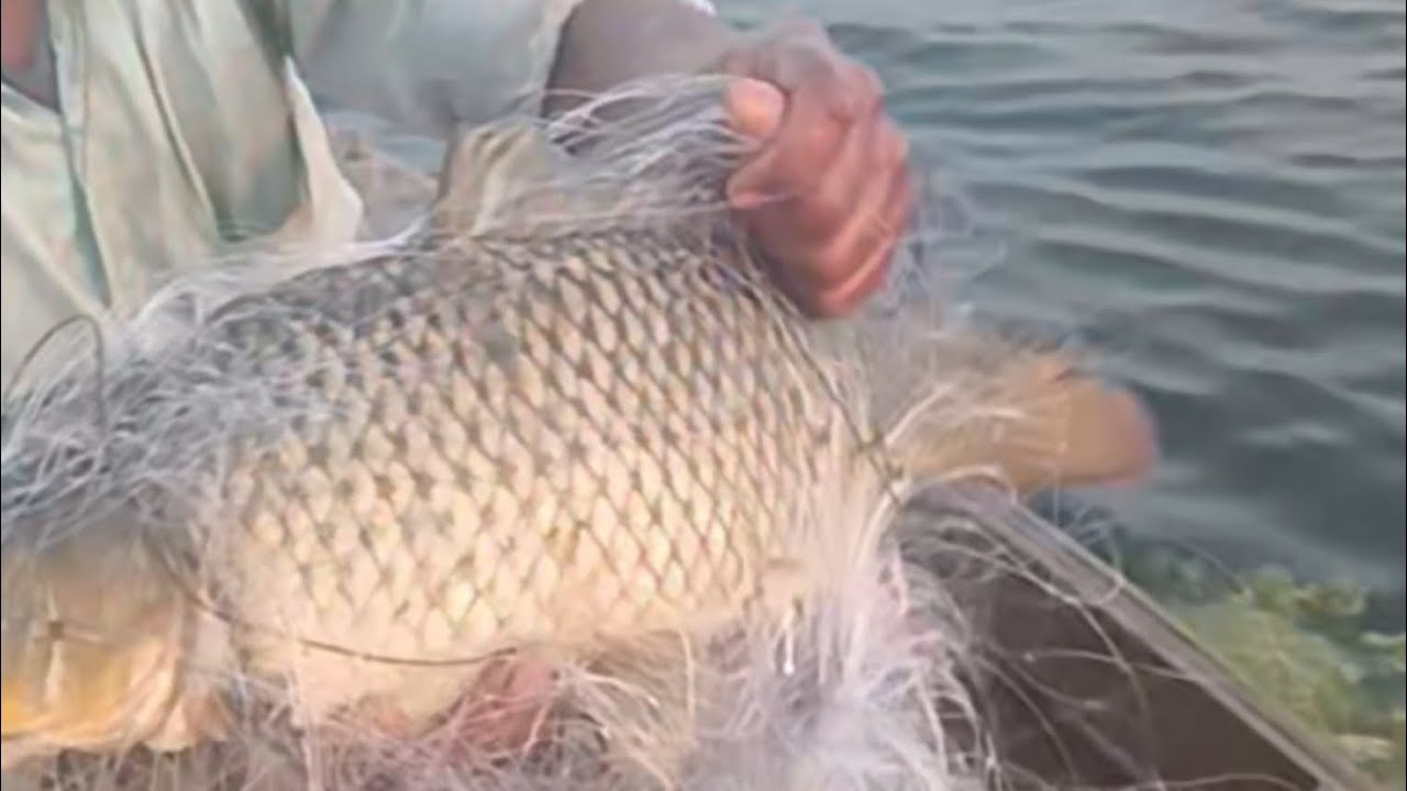 golden machhali fishing video. #golden fish - YouTube