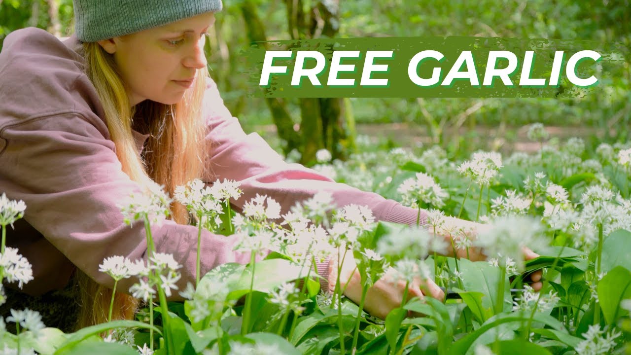 How to forage and cook wild garlic (ramsons) - YouTube