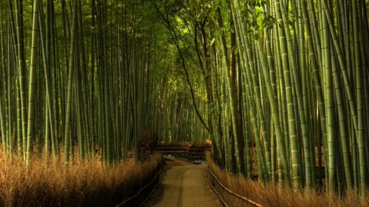 Sagano Bamboo Forest Japan - YouTube