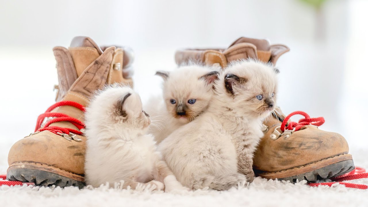 Favorite Cat Music for Deep Sleep - Magic Lullaby to Calm Cats ...
