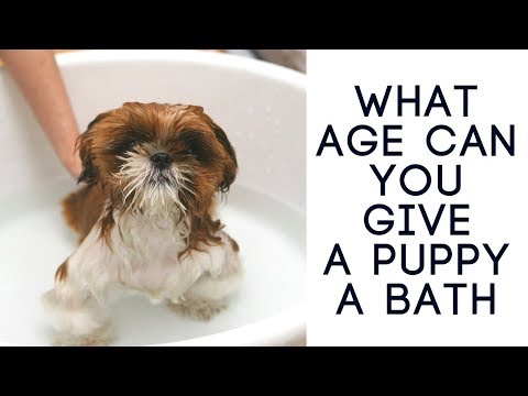 What Age Can You Give A Puppy A Bath? Puppy Bathe Age