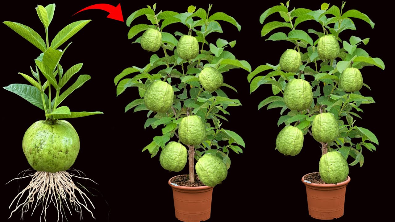 How to grow guava tree from guava fruit get 100% fast fruit - YouTube
