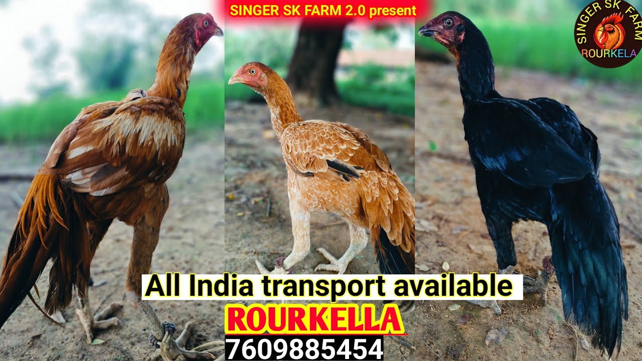 30 August ko female aaya🤗||farming video murgi palan #farming video # ...