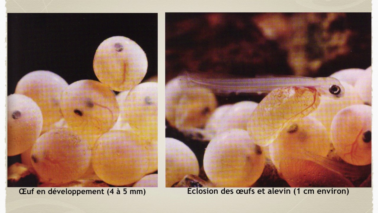 La reproduction de la truite en élevage, une reproduction sexuée ...