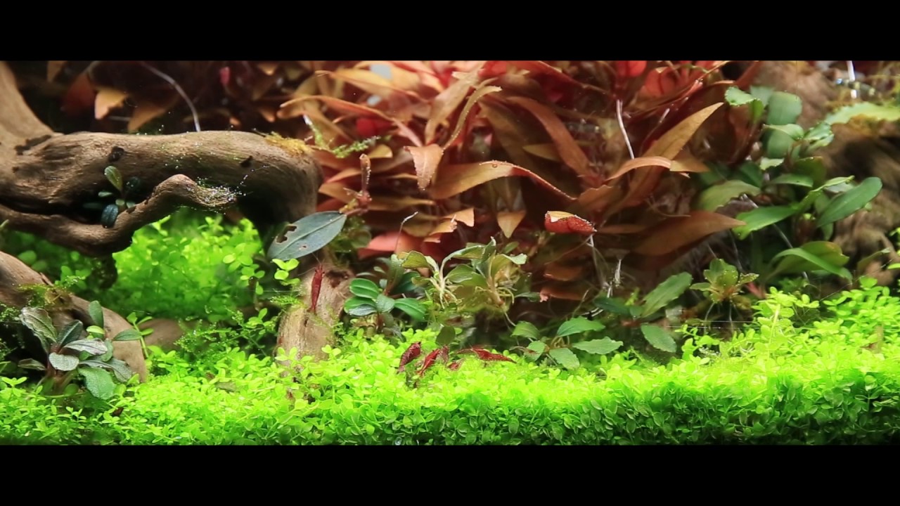 12G Long Heavily Planted Bucephalandra Show Tank - Amazon Sunset - YouTube