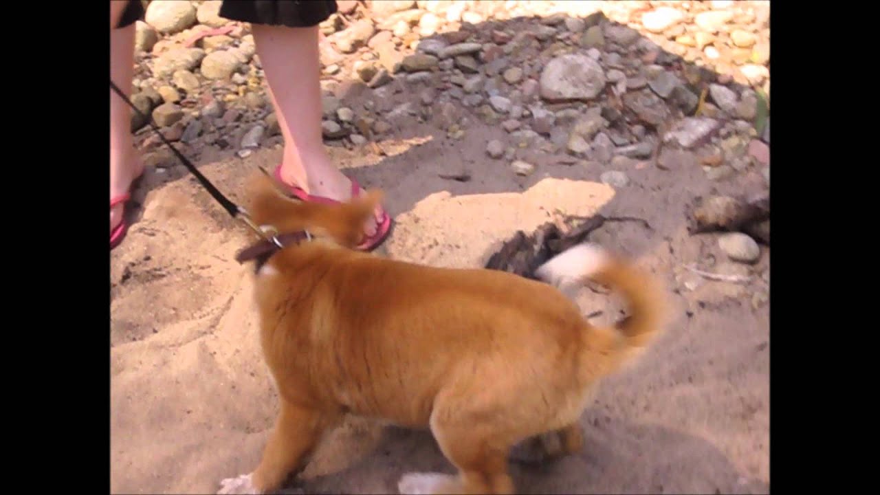 Spirit the Dingo and his best friend Tex at the river.wmv - YouTube