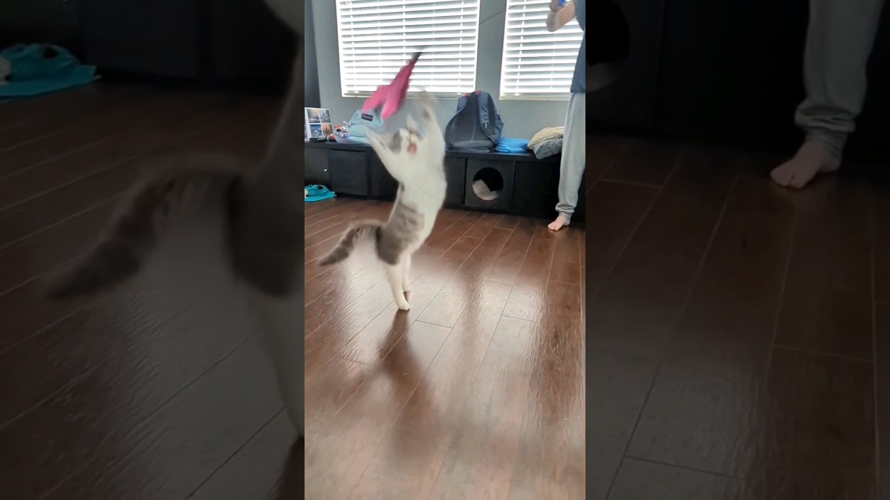 Slow mo cat chasing feathers. #kitten #cuteanimals #shorts - YouTube