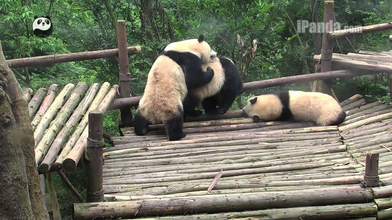 Panda to the rescue - YouTube
