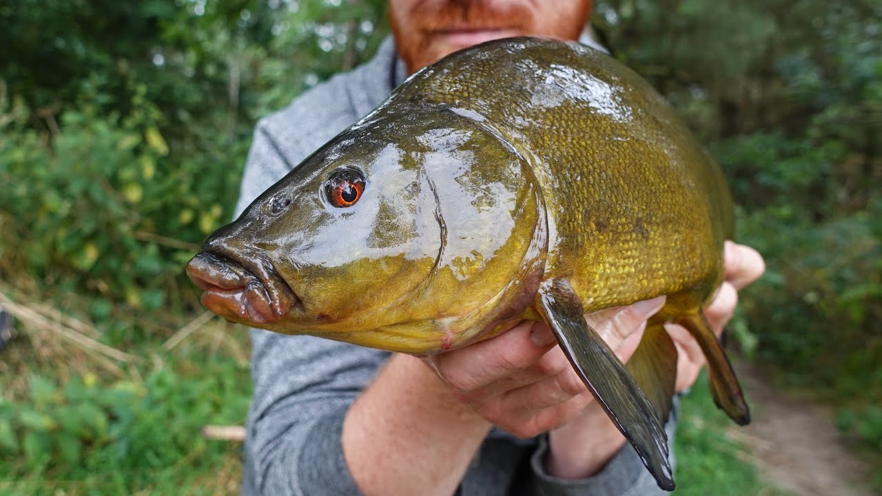Targeting Slimy Green Tench On The Canal! - YouTube