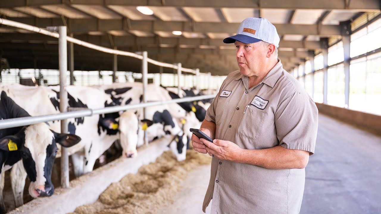 Precision in Dairy Farming with Nedap SmartSort at Alfalawn Farm - YouTube