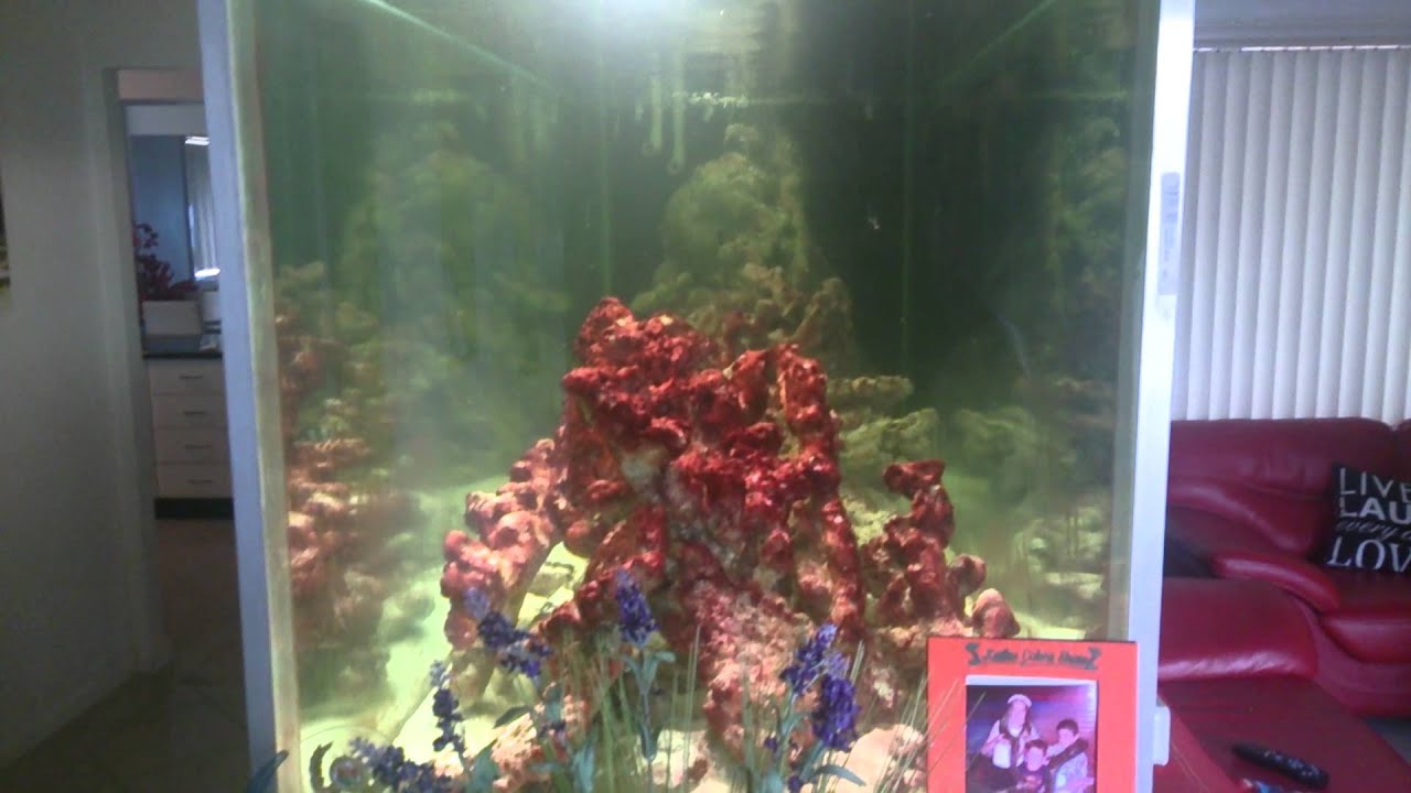 Preparing to overhaul this 3m reef aquarium - YouTube