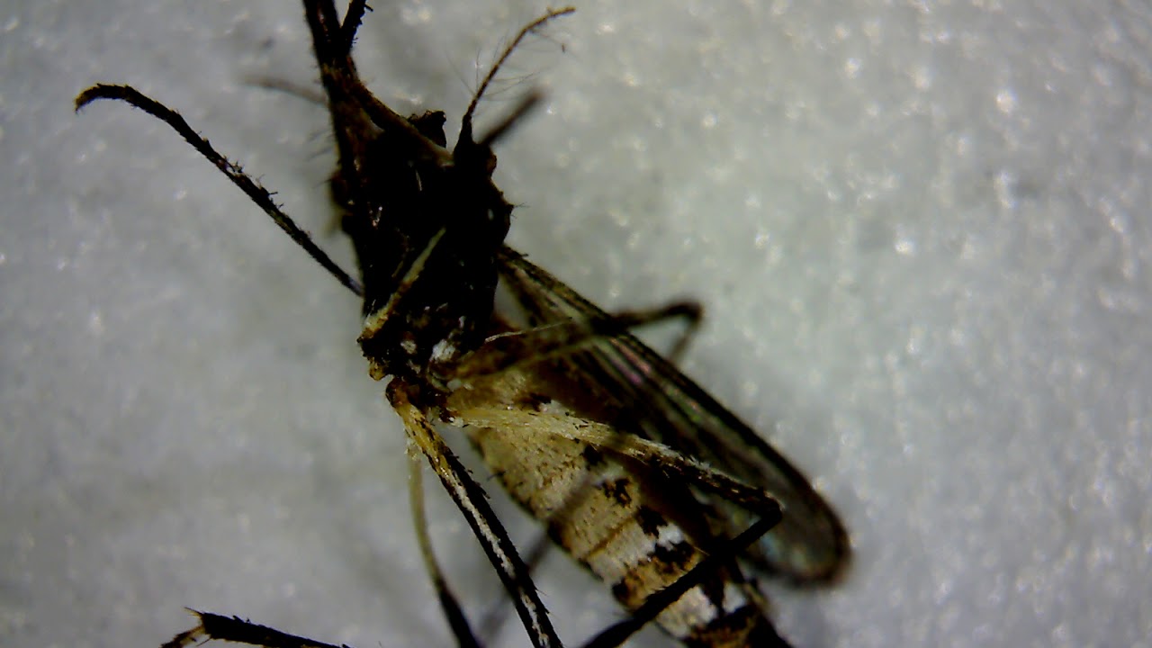 mosquito zoom 500x - YouTube