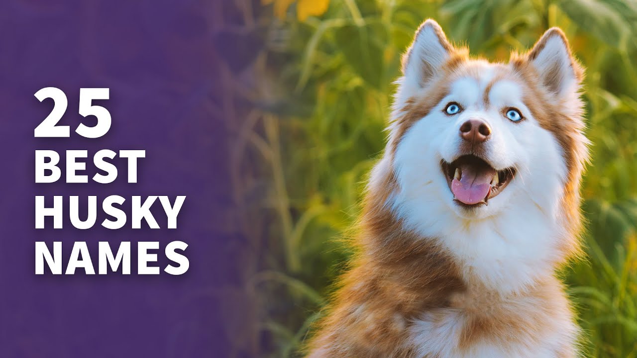 25 BEST Husky Names (Popular Siberian Husky Ideas) - YouTube