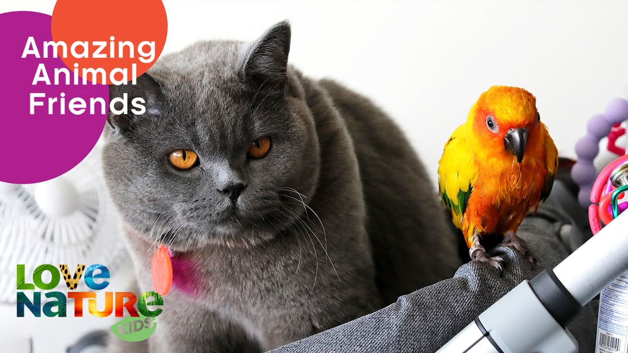 Cat, Dog and Bird are Best Friends! 🌟 | Love Nature Kids - YouTube