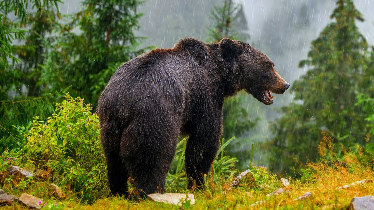 10 Hours Of Animals In The Rain With Relaxing Music - Ambience - Sleep ...