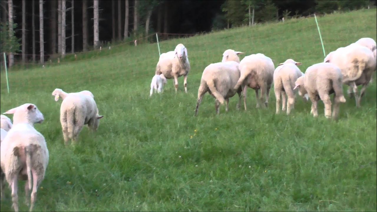 Kleine Schäfchen - little sheep - YouTube