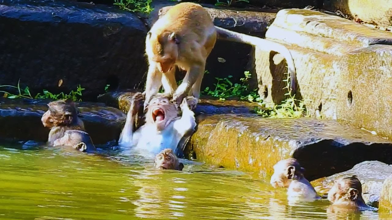 Oh, Many monkeys showering with each other look so happy. - YouTube