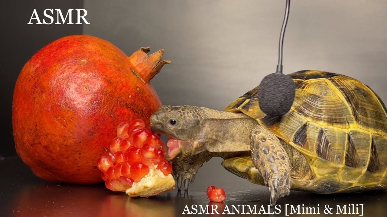 Turtle tortoise eating Pomegranate #07| ASMR ANIMALS - YouTube