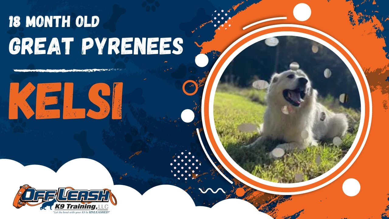 Kelsi | 18 Month old Great Pyrenees | Off Leash Great Pyrenees Training, Georgia - YouTube
