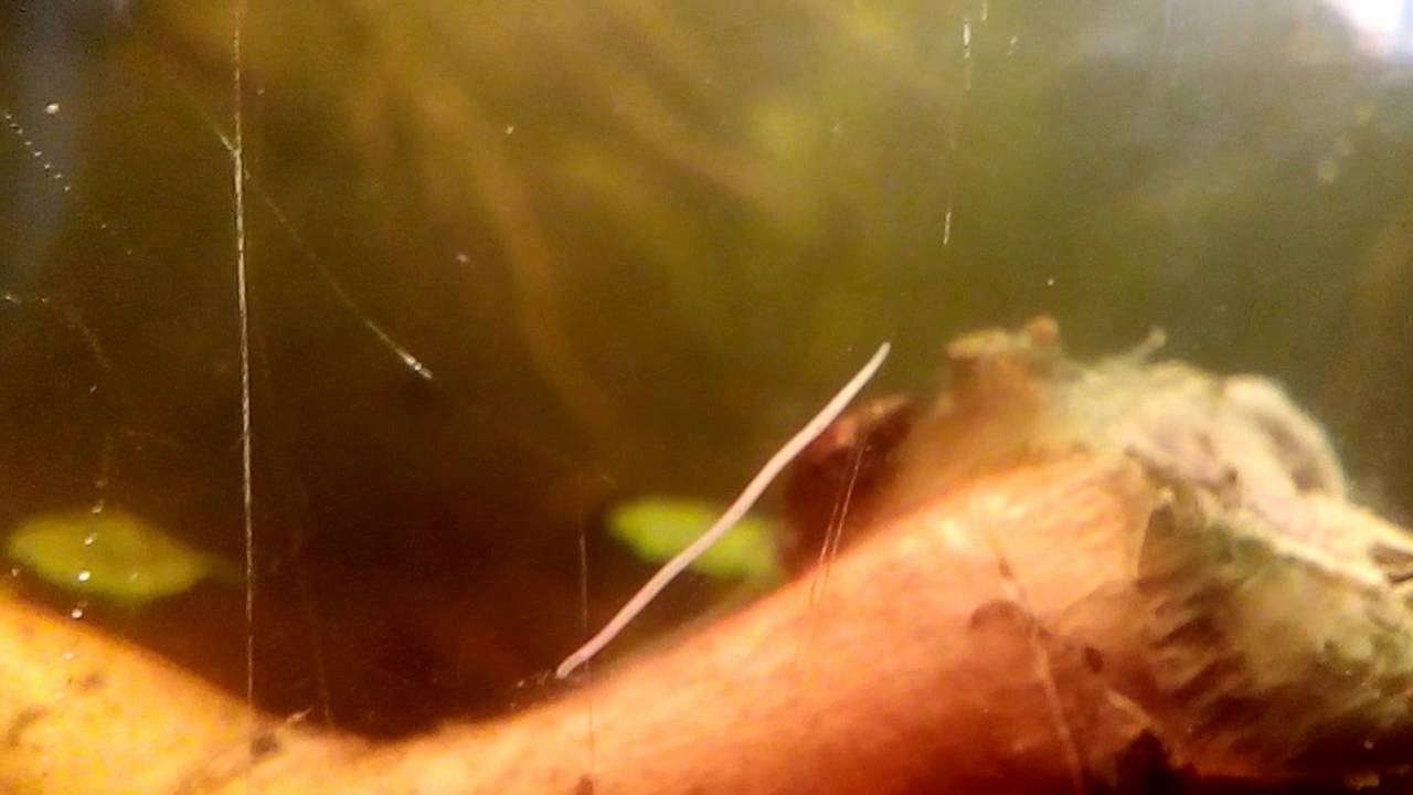 Prostoma sp. - Némerte d'eau douce - Freshwater ribbon worm - YouTube