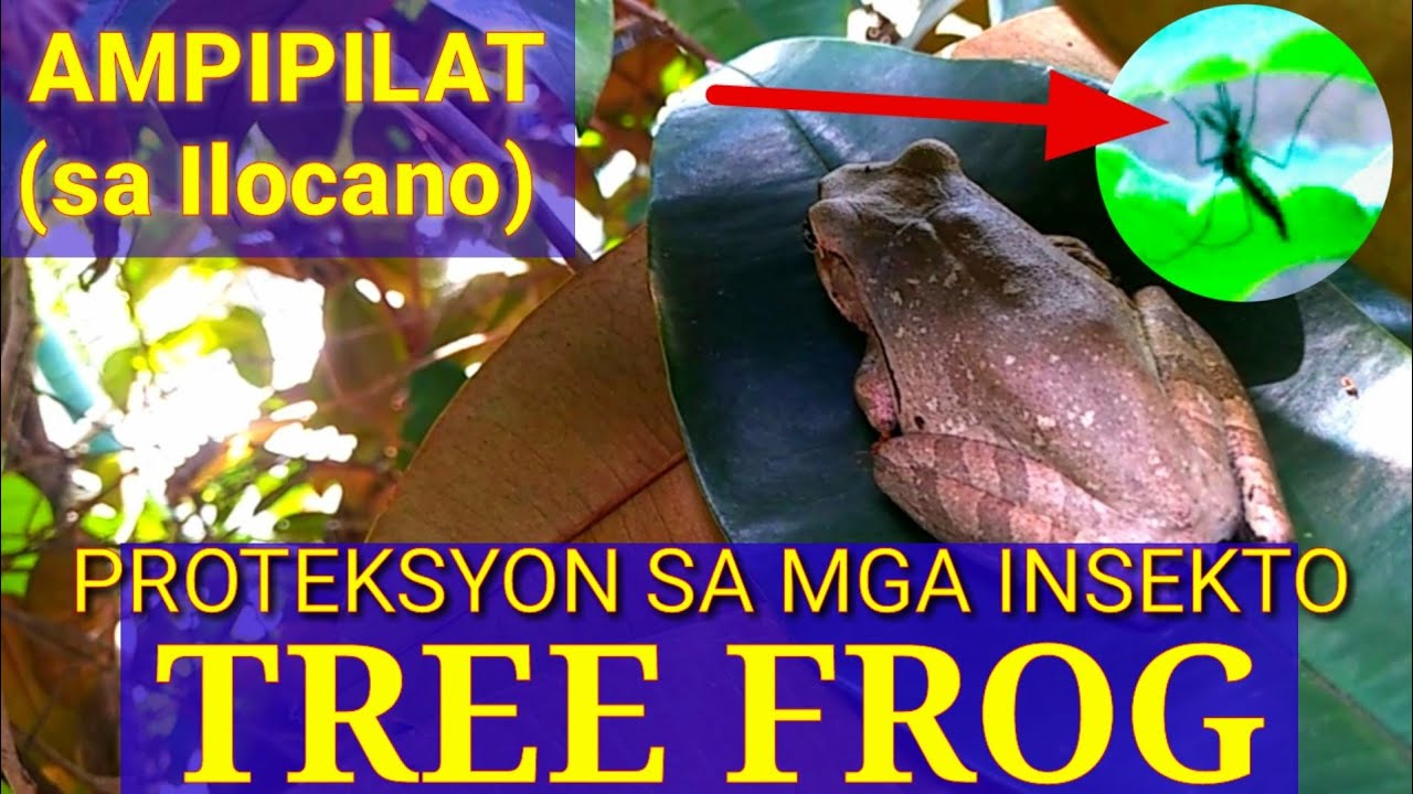 TREE FROG / ALAMIN ANG KAHALAGAHAN NG PALAKANG PUNO... - YouTube