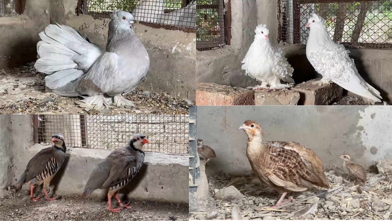 Pigeon Setup | Titar or Chakor Setup | Muslim Breeding Farm | M Birds ...