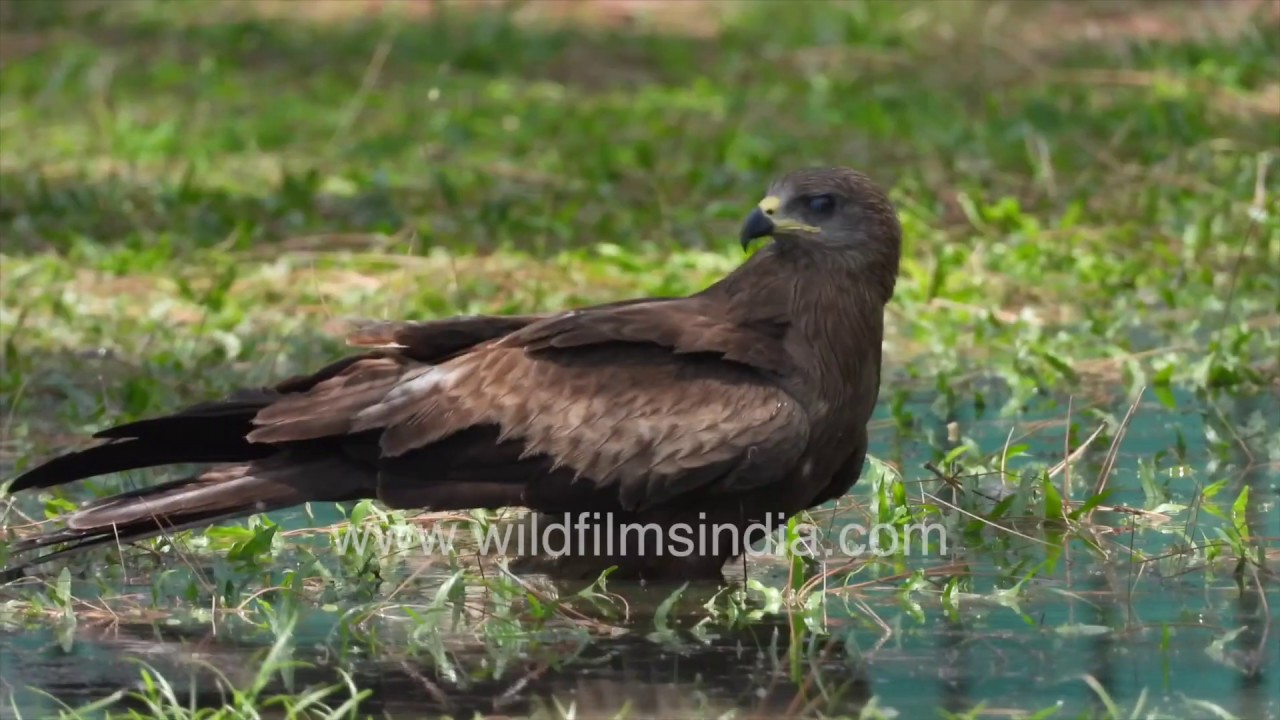 Pariah Kite wading in a small ditch near India Gate - YouTube
