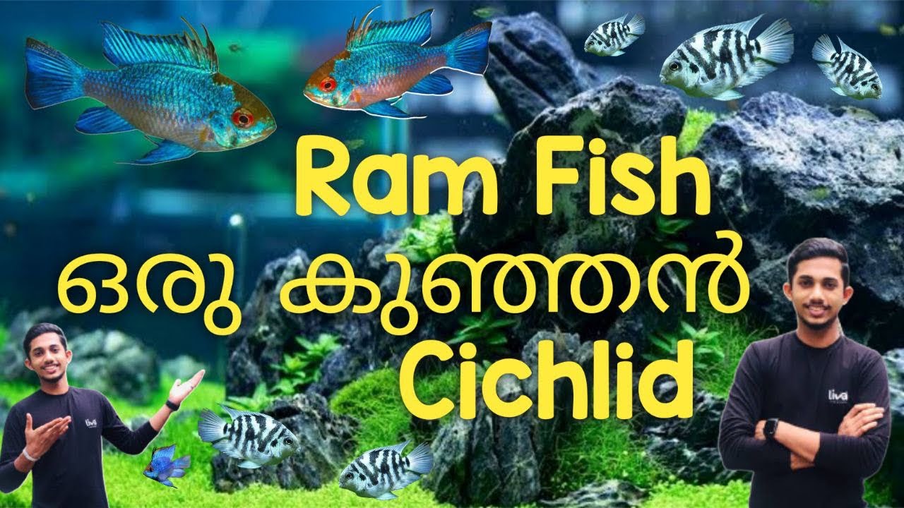Ram fish Malayalam | nature & co. #ramfish #cichlid #fish #malayalam # ...