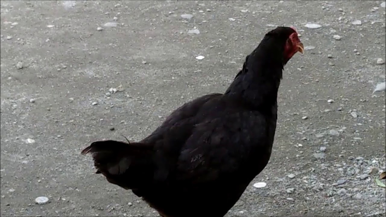 When Chicken Laugh At you - YouTube
