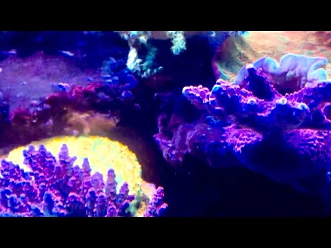 My SPS looking good