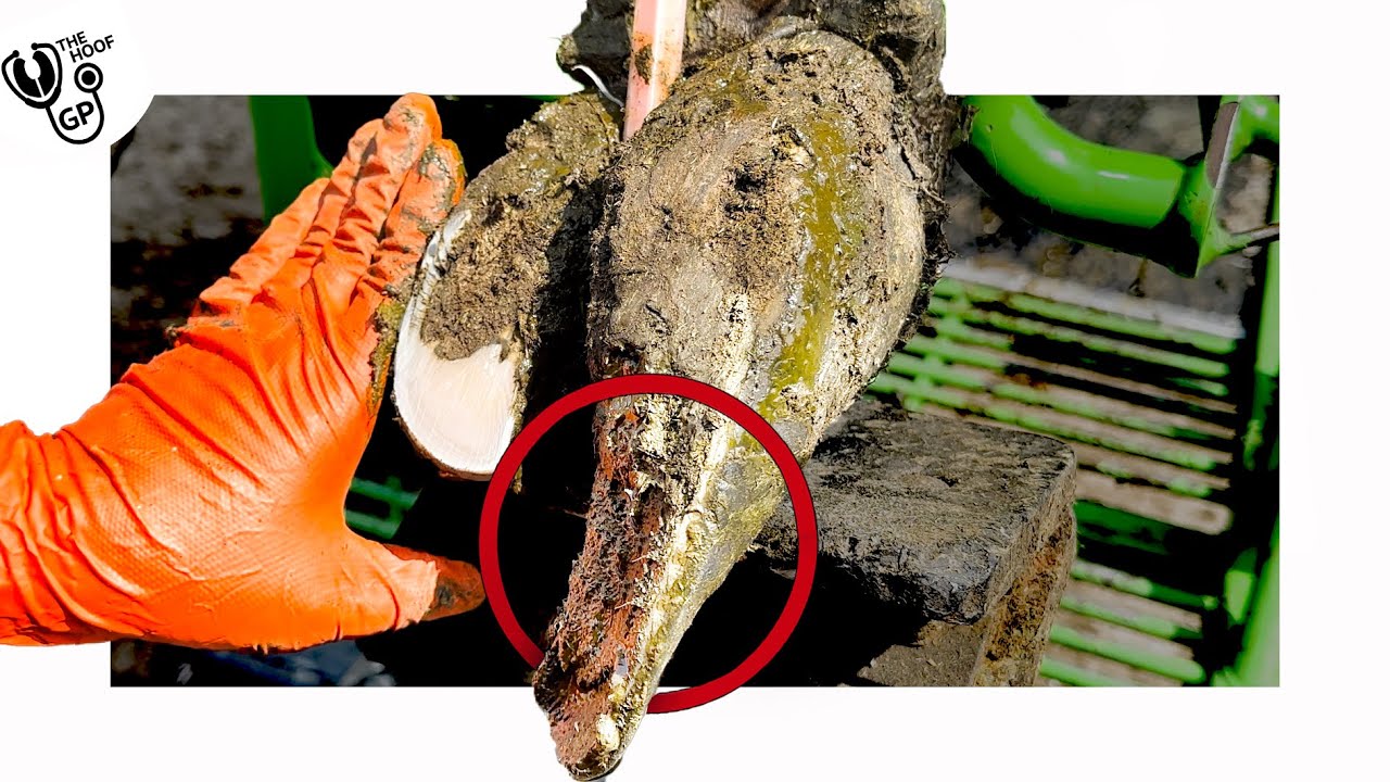 HUGE cow's HOOF hides a SORE SECRET! - YouTube