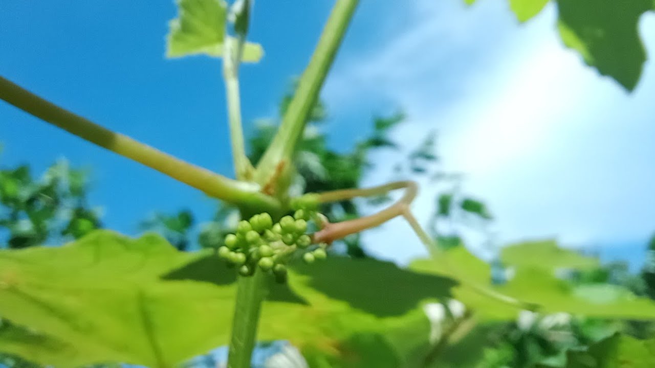 Our grapes 20 days after pruning | Grapes Flowering stage | Clusters ...