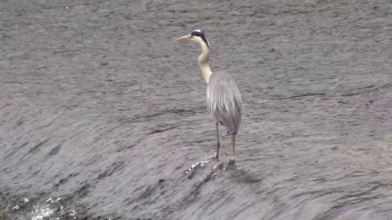 Cocostârc gri pe râul Crișul Repede - YouTube