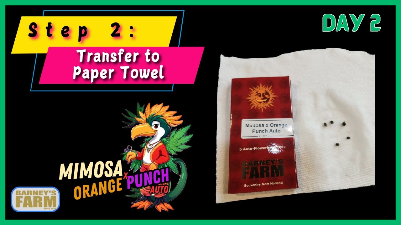 Step-by-Step Germination Guide: Mimosa Orange Punch Autoflower Seeds ...