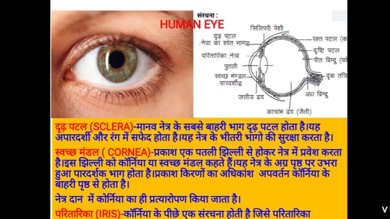 Human Eye with important notes important for class 10 - YouTube