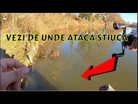 Naluca irezistibila pentru stiuca