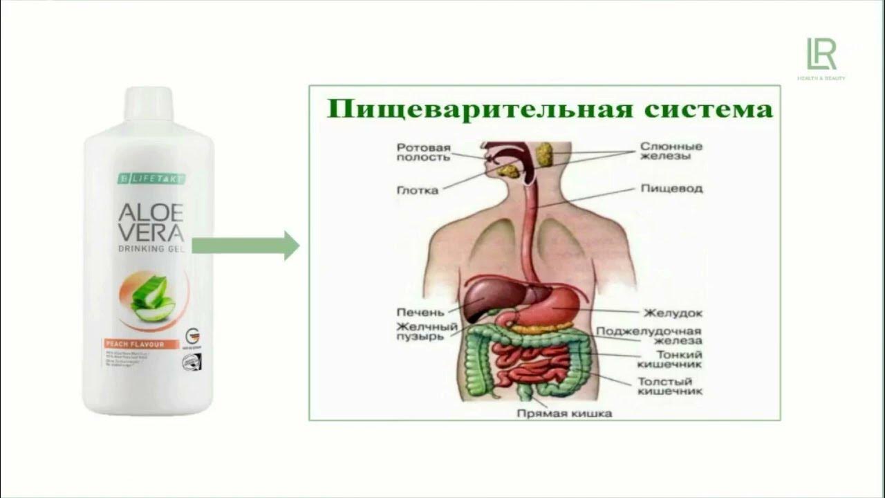 ПИТЬЕВОЙ ГЕЛЬ АЛОЕ ВЕРА ПЕРСИК ОТ КОМПАНИИ LR - YouTube