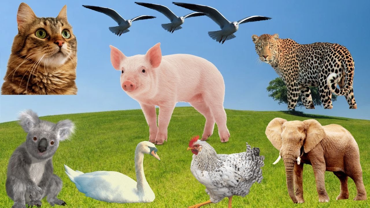 Wild Animal Sounds In Wildlife: Reindeer, Owl, Sheep, Quail, Rabbit ...