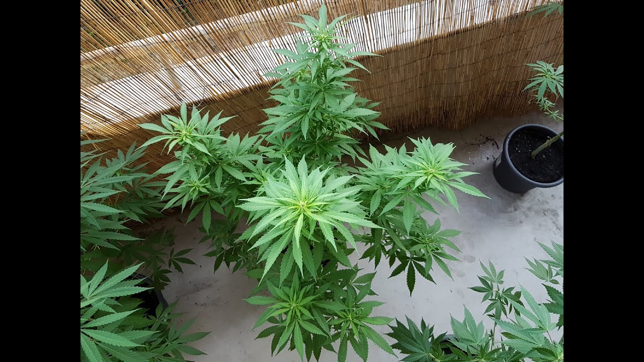 Balkon / Balcony Weed Outdoor Grow Summer 2018 - YouTube