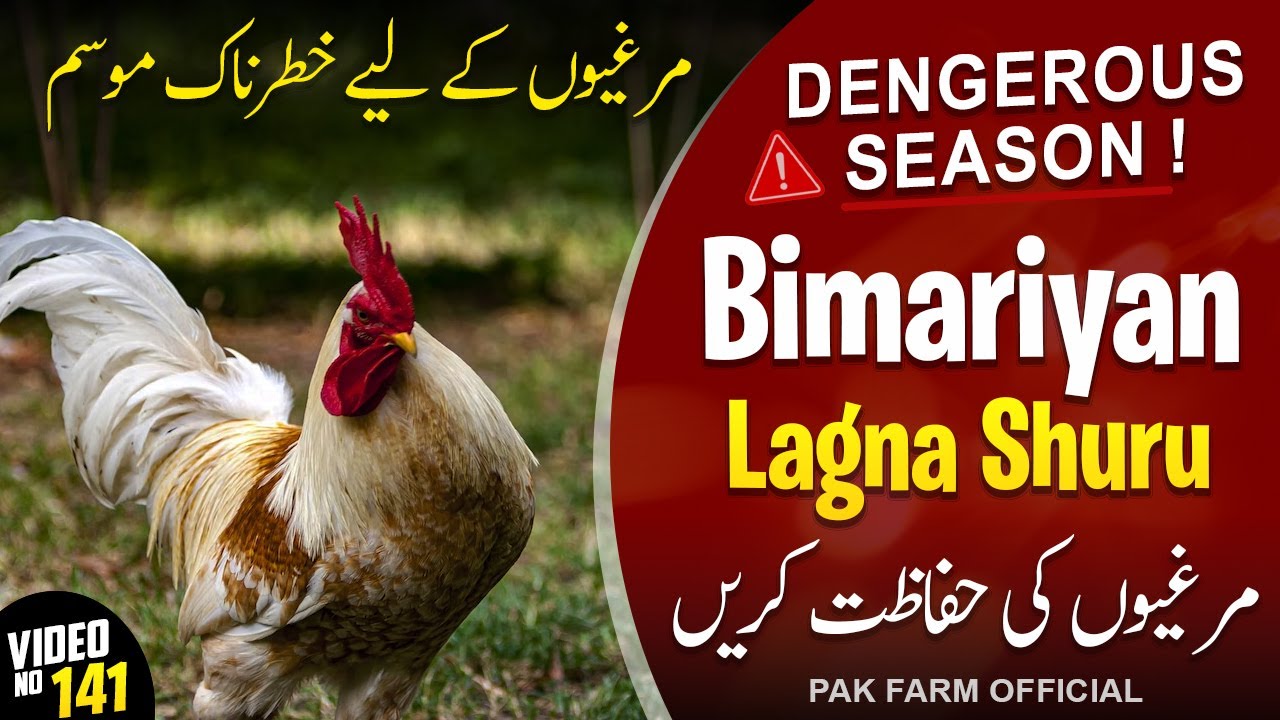 Chickens Disease | Cold, Fever and Flu Treatment | murgi ko bimari se ...