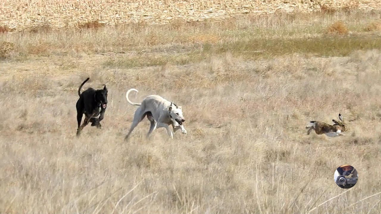 Galgos Vs Liebres, últimos domingos temporada Castilla León - YouTube