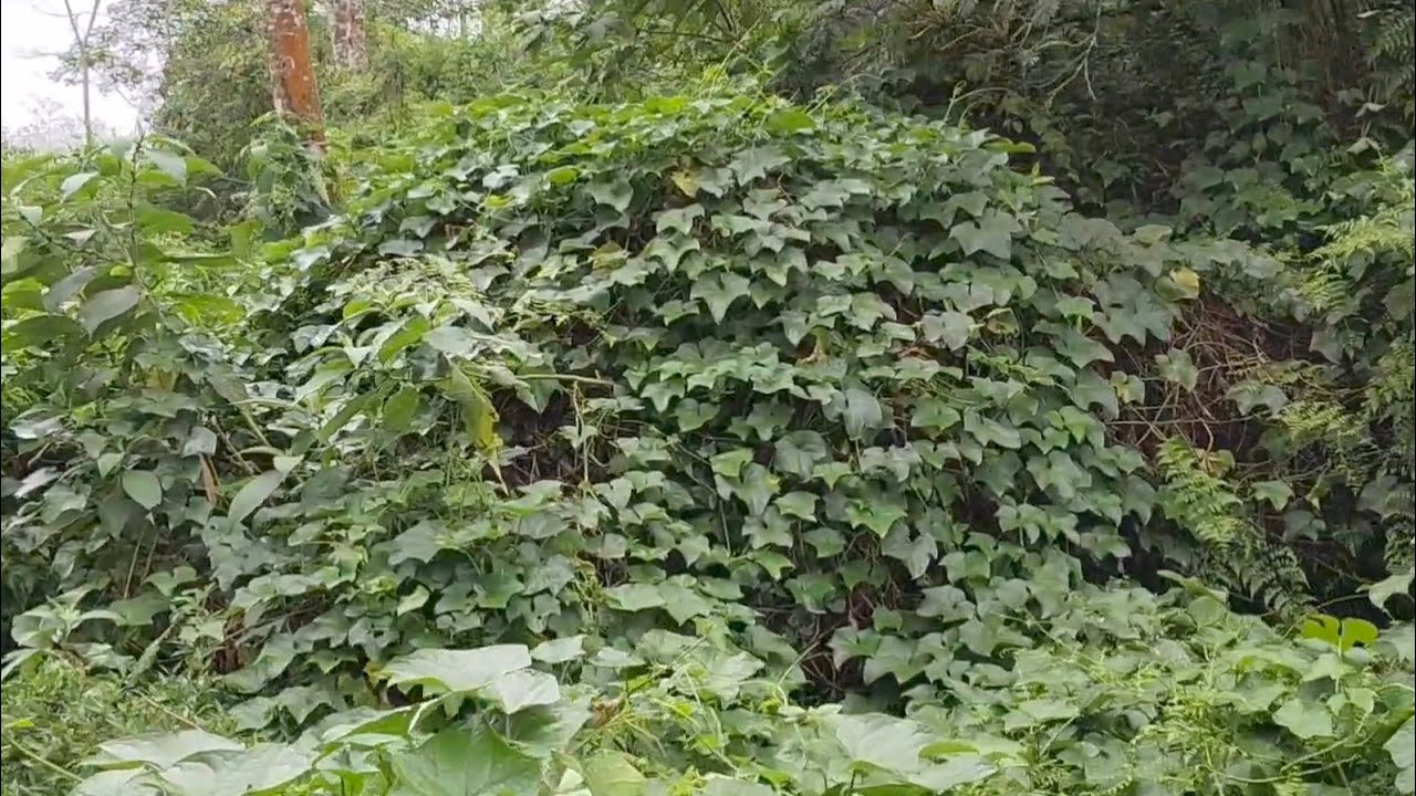 Berburu Hama Babi Hutan Di Kebun Labu Siam (Eps 38) - YouTube