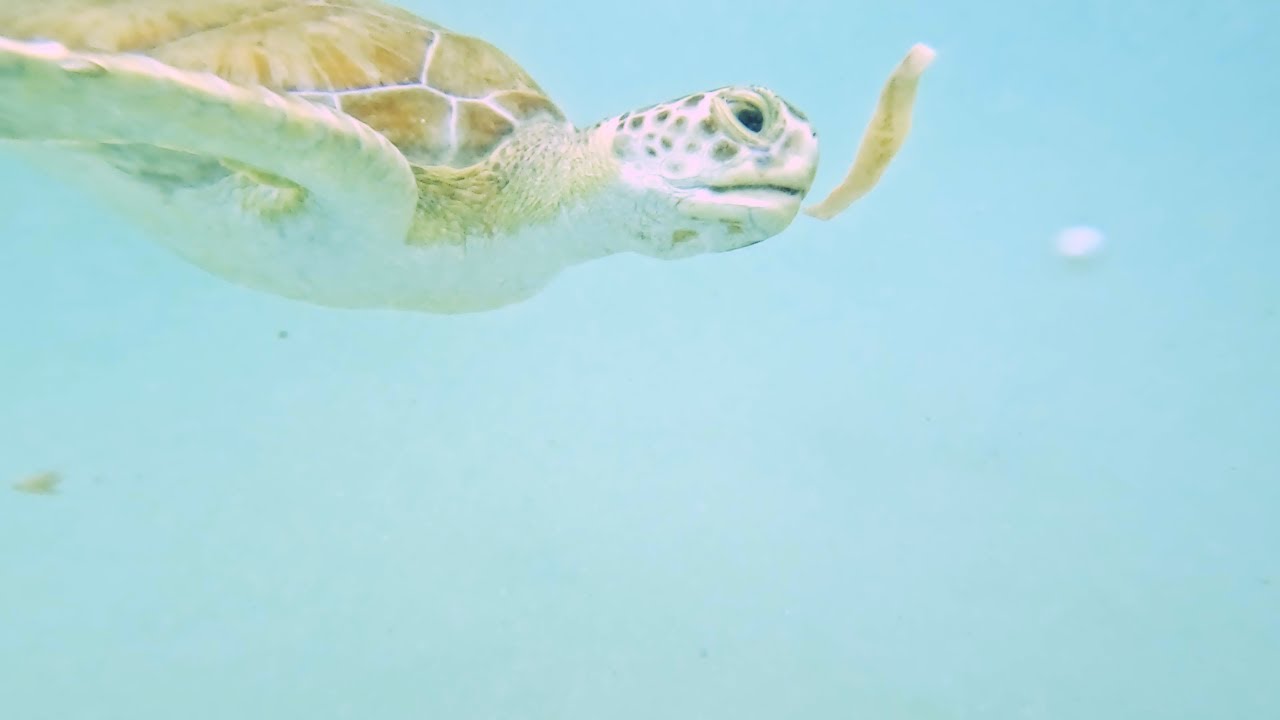 Turtle Bay - Eleuthera Bahamas - YouTube