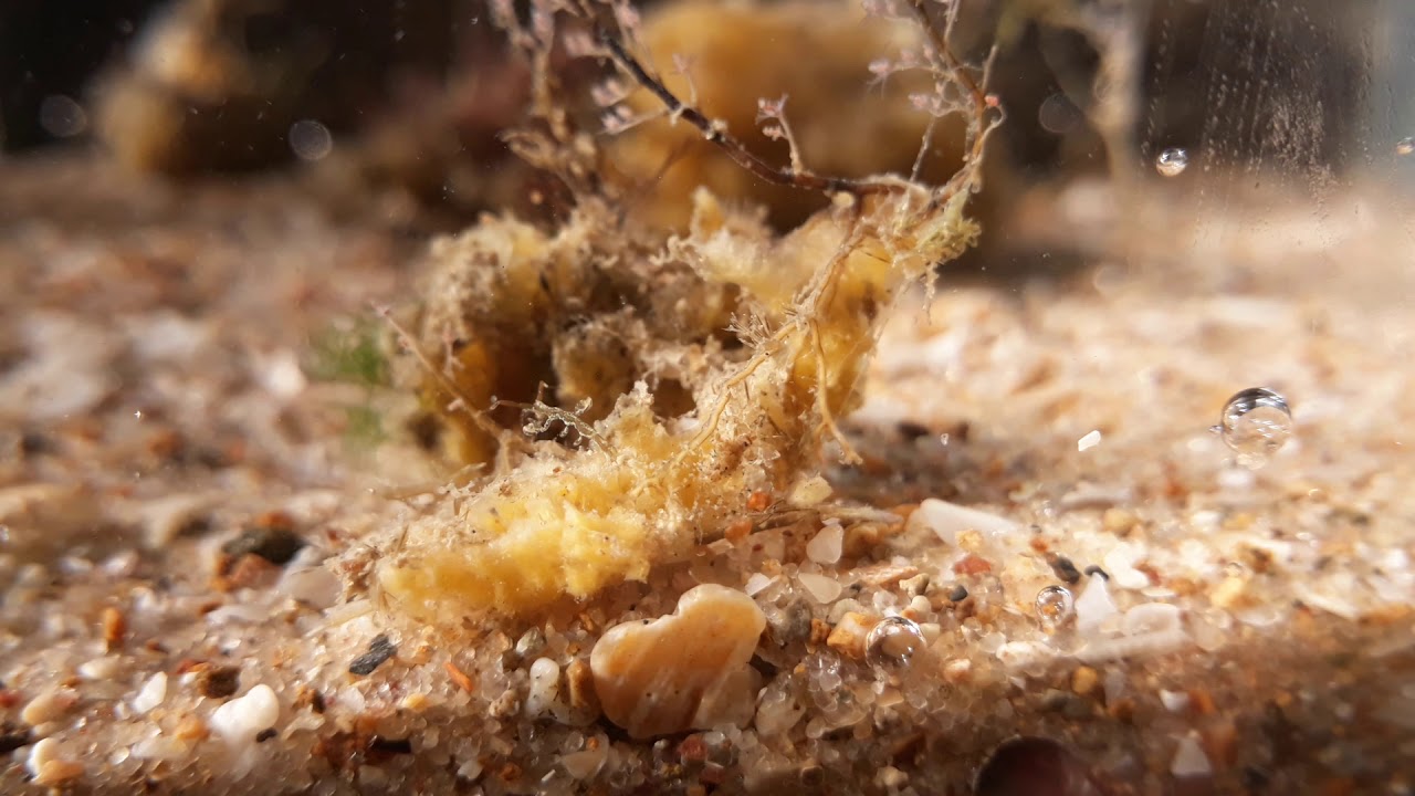 liropus minusculus skeleton shrimp tôm xương - YouTube