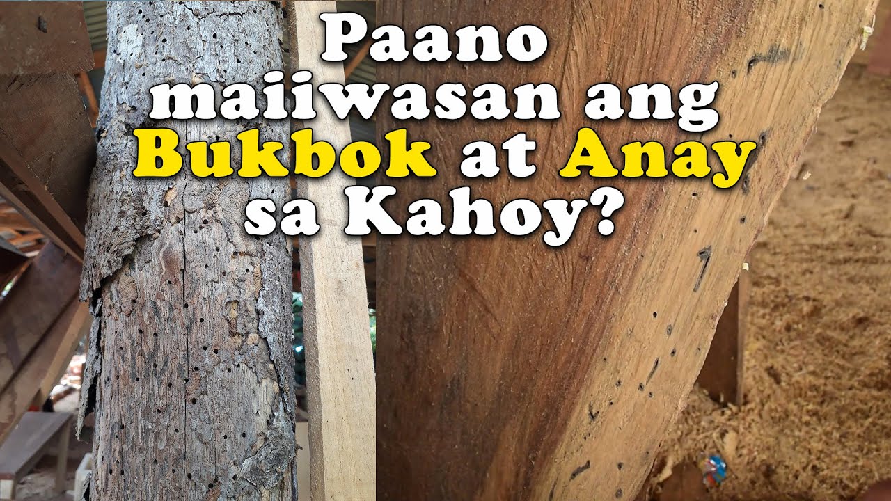 CHEAPEST WAY TO PREVENT TERMITES and WOOD BORING BEETLES ON WOOD - YouTube