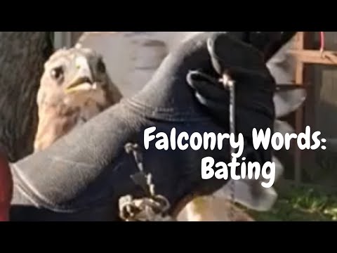 Falconry Words - Bating