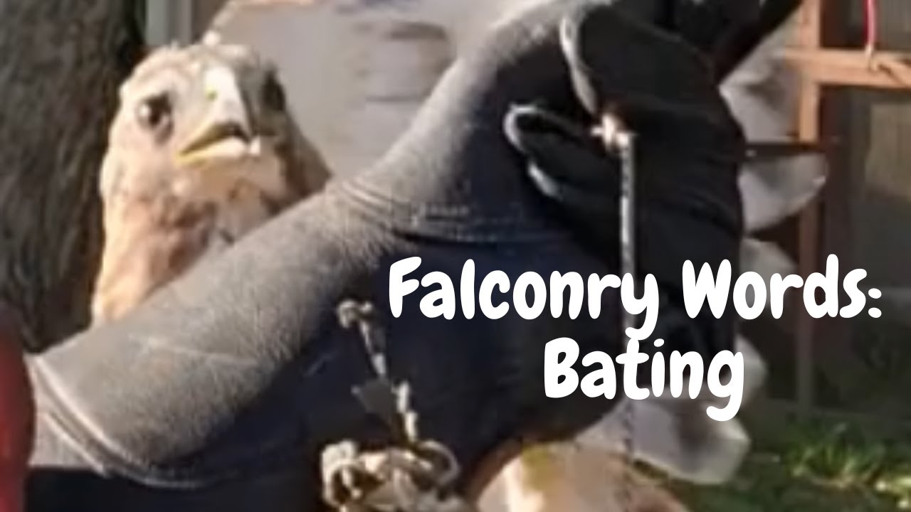 Falconry Words - Bating - YouTube